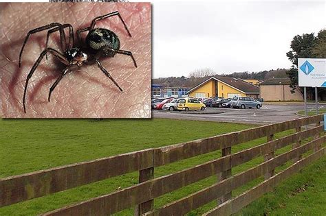 Paj Ki W Uk Fa Szywa Czarna Wdowa Moja Wyspa Uk