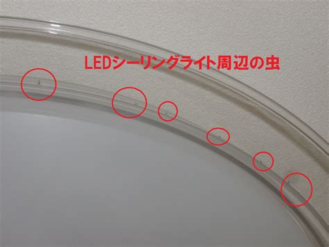 Led電球って虫が寄ってこない？白熱灯や蛍光灯と比べて。レビューブログ？