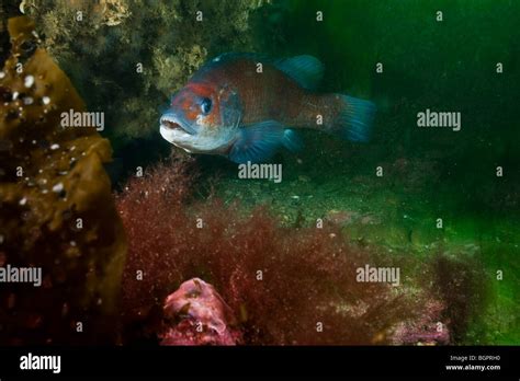 Cunner Fish Underwater In The Gulf Of St Lawrence In Canada Stock