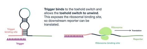 Team Csmu Taiwan Description
