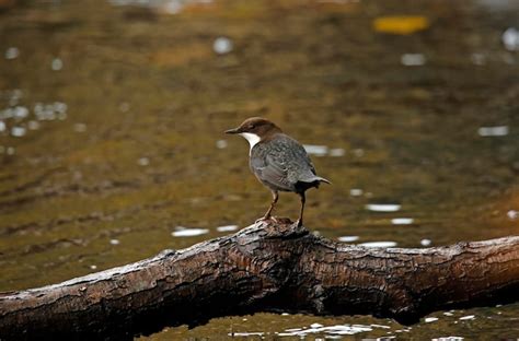 Premium Photo Eurasian Dipper On A Log Mid Stream