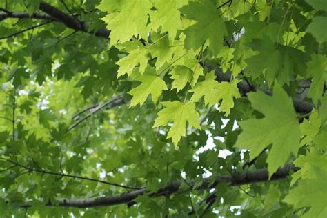 How To Grow And Care For Freeman Maple Gardeners Path