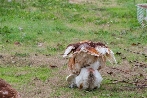 How Do Chickens Mate A Guide For Backyard Chicken Owners