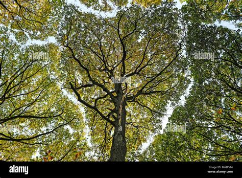 Tree Canopy Viewed From Below Stock Photo Alamy