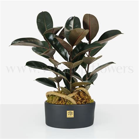 خرید و قیمت گل فیکوس سوپر بلک با ارسال رایگان در تهران