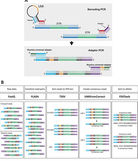 figure 1 from ultrasensitive sequencing of str markers utilizing unique