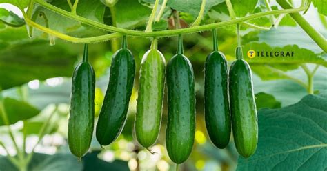 Коли садити огірки у 2024 році — корисні поради дачникам Телеграф