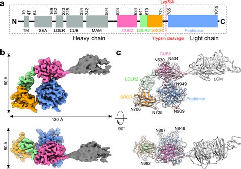 Cryo Em Structure Of Hep In The Inactive State A Domains Of Hep Download Scientific Diagram