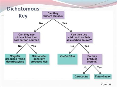 Dichotomous Key Examples Microbiology At Bella Pflaum Blog
