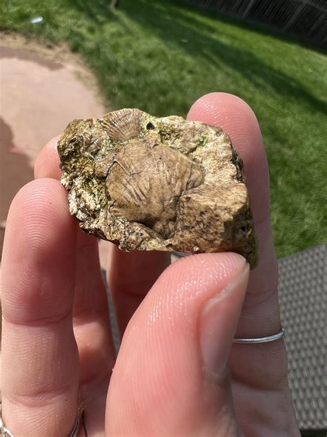 The Matrix Presents These Fossils Beautifully R Fossilporn