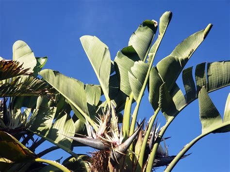 Strelitzia Nicolai Giant White Bird Of Paradise Seeds Etsy