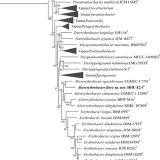 A Maximum Likelihood Tree Based On The Concatenation Of Protein Download Scientific Diagram