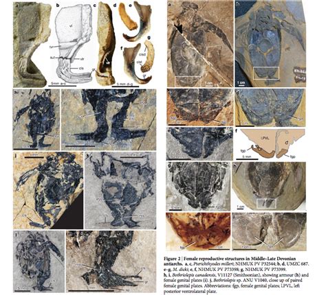 Photos First Sex Revealed In Fossilized Square Dancing Fish Live Science