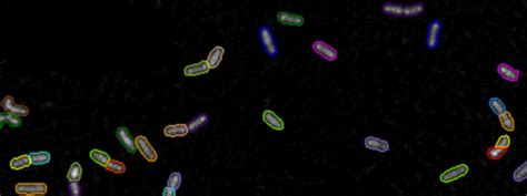 Yeast Morphology Assays Using Label Free Live Cell Imaging