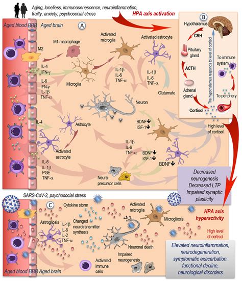 The Aged Brain Neuroinflammation And The Impact Of Sars Cov 2 A