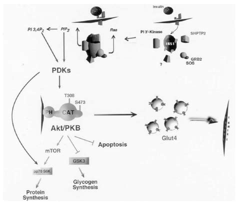 Schematic Depicting Aktpkbs Role In Insulin Signal