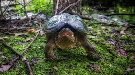 Common Snapping Turtle Chelydra Serpentina