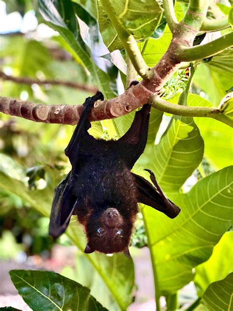 Cute Fruit Bats