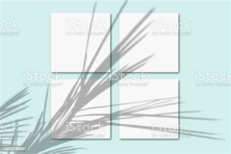 자연광은 보라색 질감의 배경에 놓여 있는 흰색 질감의 종이 4장에 종려나무 가지에서 그림자를 드리웁니다 모형 0명에 대한 스톡 벡터 아트 및 기타 이미지 Istock