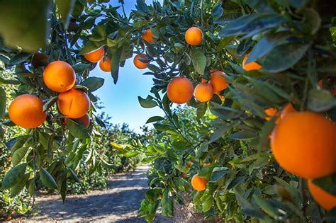 Orange Trees For Sale Buying And Growing Guide