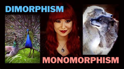 Greta Aurora Sexual Dimorphism Vs Monomorphism In Humans A Voice For Men