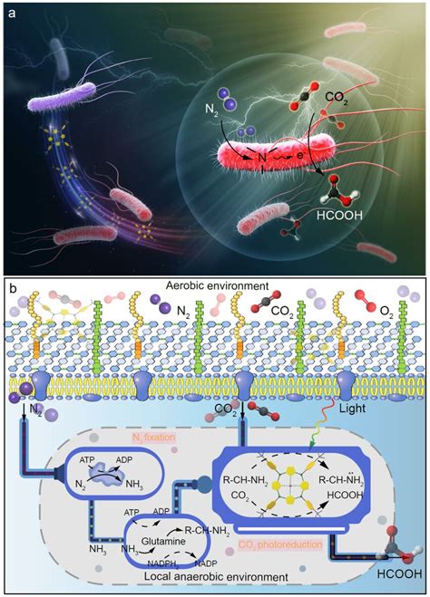Schematic Diagram Of The Light Driven Biohybrid System A