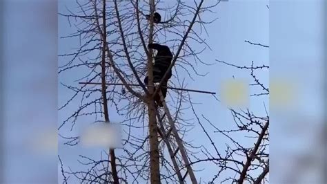 男子爬树救下被困树顶的猫咪凤凰网视频凤凰网