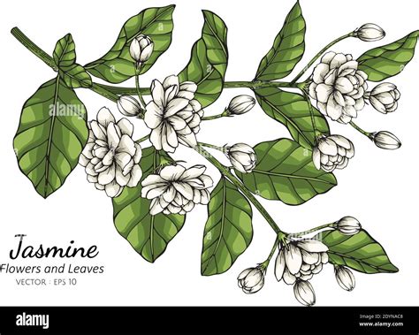 Jasmine Flower Illustration