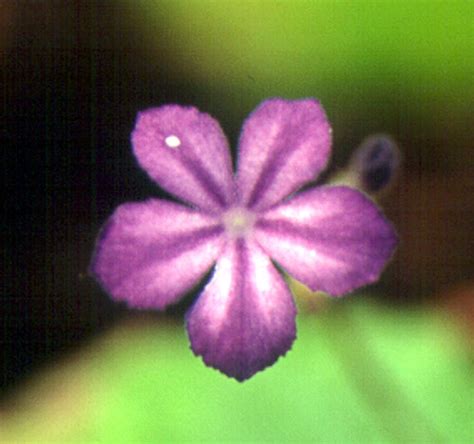 Primulina Tabacum Hance