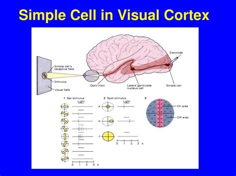 Ppt Two Views Of Perception Bottom Up Processing Low Level