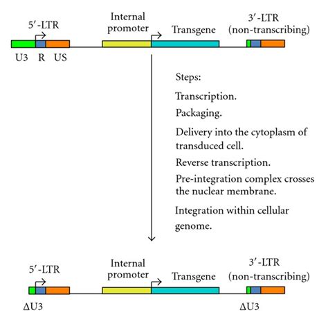Self Inactivating Retroviridae Based Vector Systems Can Be Engineered Download Scientific