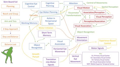 Schema Neural Basis Of Human Movement Pptx