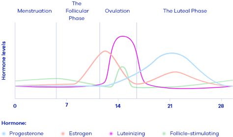 Graph Of Hormones During Cycle