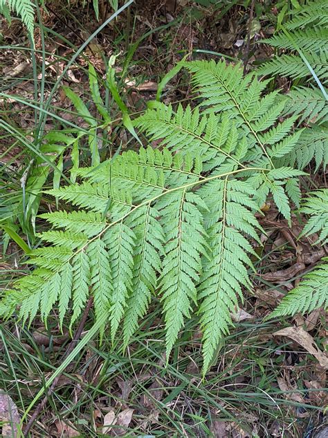 Bracken Fern Leaf Plant Free Photo On Pixabay Pixabay