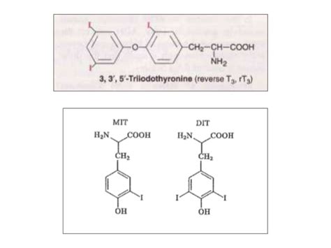 Thyroid Hormone Synthesis In Our Body Mbbs Pptx Thyroid Disorders Endocrine And Metabolic