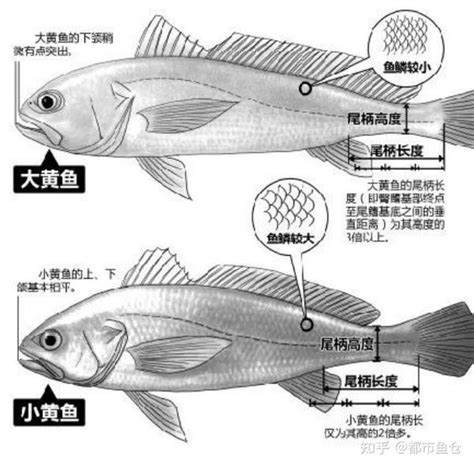 小黄鱼VS大黄鱼长大后我也没有成为你 知鱼三分钟 知乎