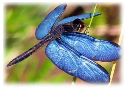 Energies Free Full Text Modified Cascaded Controller Design Constructed On Fractional