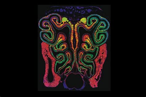 Structures Of The Mouse Olfactory System Rbiomime