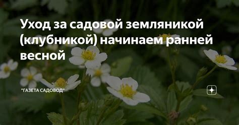 Уход за садовой земляникой клубникой начинаем ранней весной Газета садовод Дзен