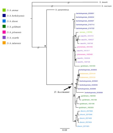 Concatenated Bayesian Phylogram Including Cytb Nd2 And Dloop For Download Scientific