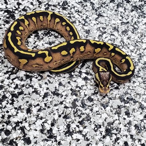 Pastel Super Asphalt Ball Python By Mutation Creation