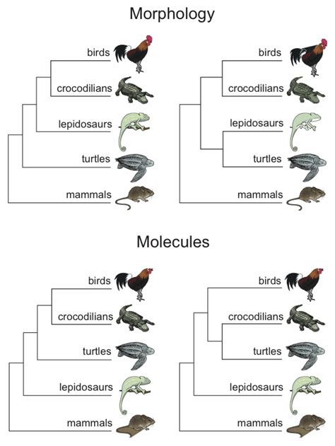 The Genealogical World Of Phylogenetic Networks Phylogenetic Position