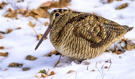 ВАЛЬДШНЕП ᐈ Фото и описание
