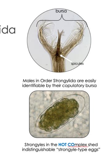 Ruminant Helminths Flashcards Quizlet