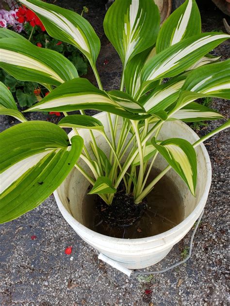 Gear Acres At Top Of The Hill How To Divide An Expensive Hosta Into Multiple Hostas