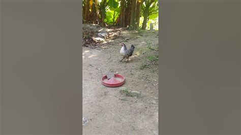 দেশি মুরগি পালন দেশিমুরগি Chicken দেশি মুরগি পালন পদ্ধতি Foryou Shorts Shortviral Nature