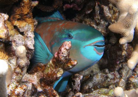 Ocean Portal — What Goes In Must Come Out In Some Form And With