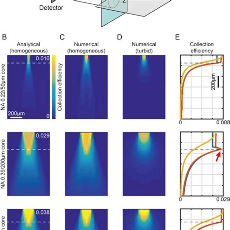 Effective Fiber Photometry Sampling Volumes In Tissue A Cross Sections Download Scientific