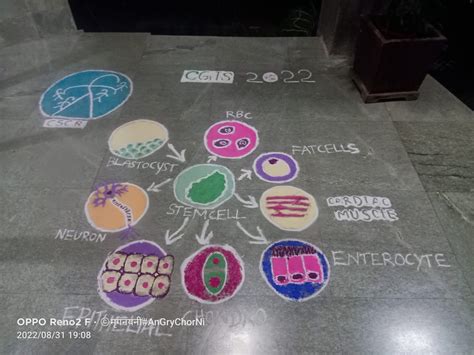 Centre For Stem Cell Research Cmc Vellore Instem On Twitter Cscr Cmc Instem Is Organizing