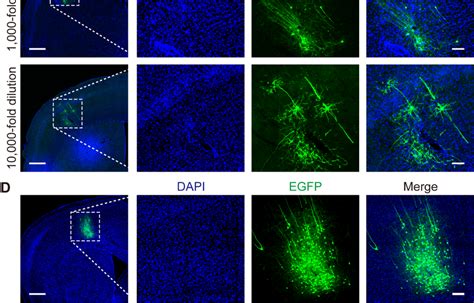 Dual Viral Vector Sparse Labeling Strategy Based On Aav13 A
